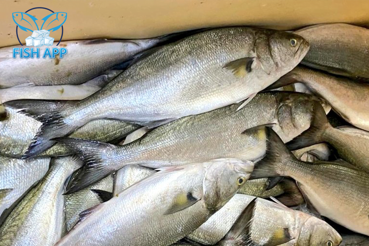 تعرّف على أسماء الأسماك في الإمارات